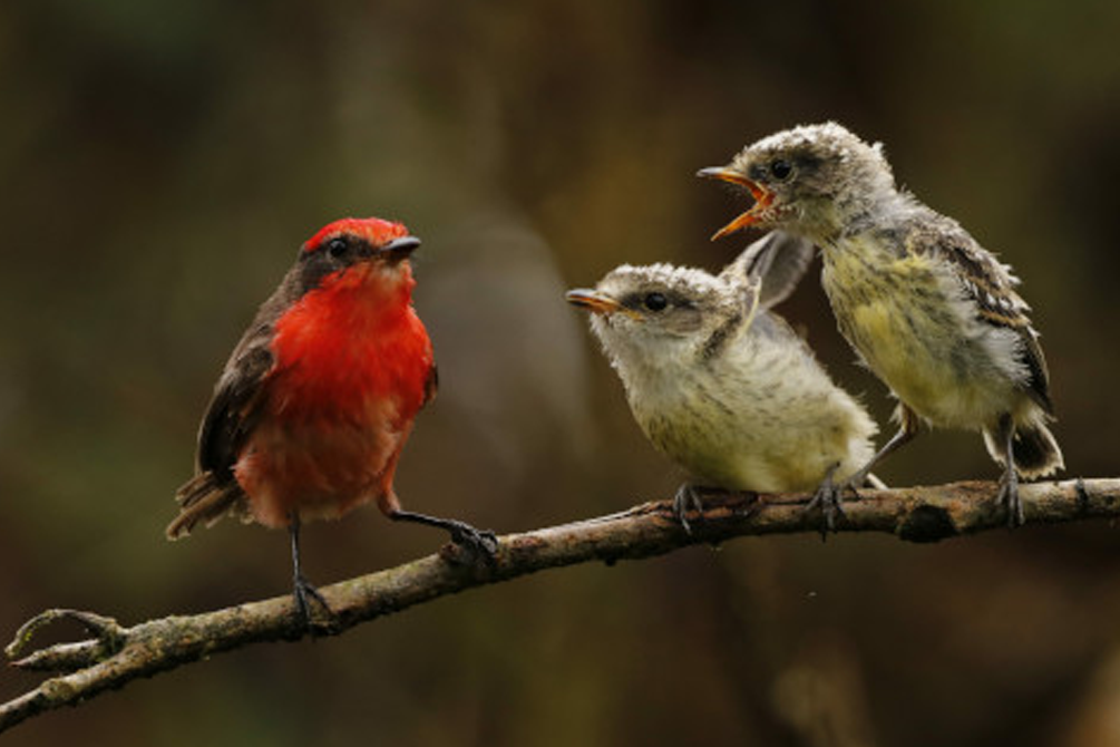 12 nuevos pichones del pájaro brujo son la esperanza en las Islas ...