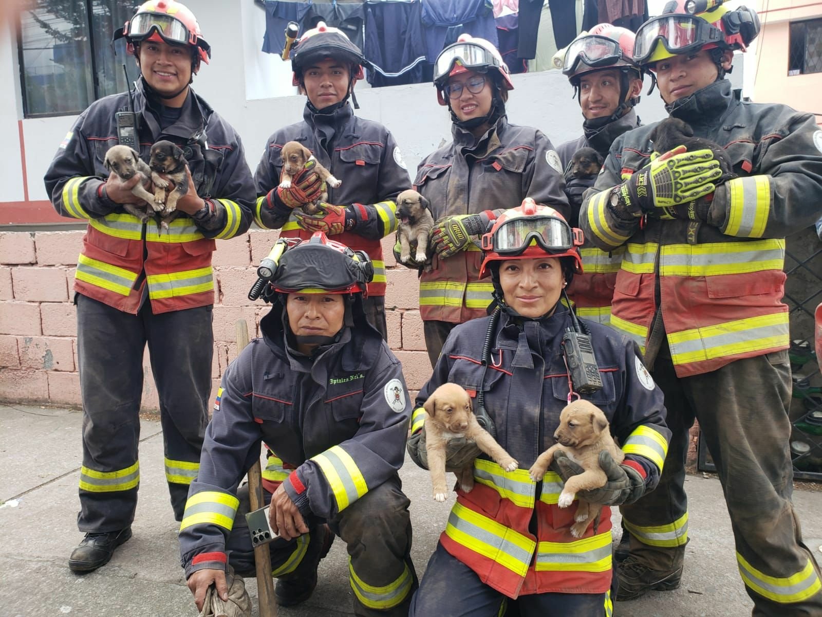 Perrita con sus 8 cachorros fueron rescatados de un hueco - Tuvoz.tv