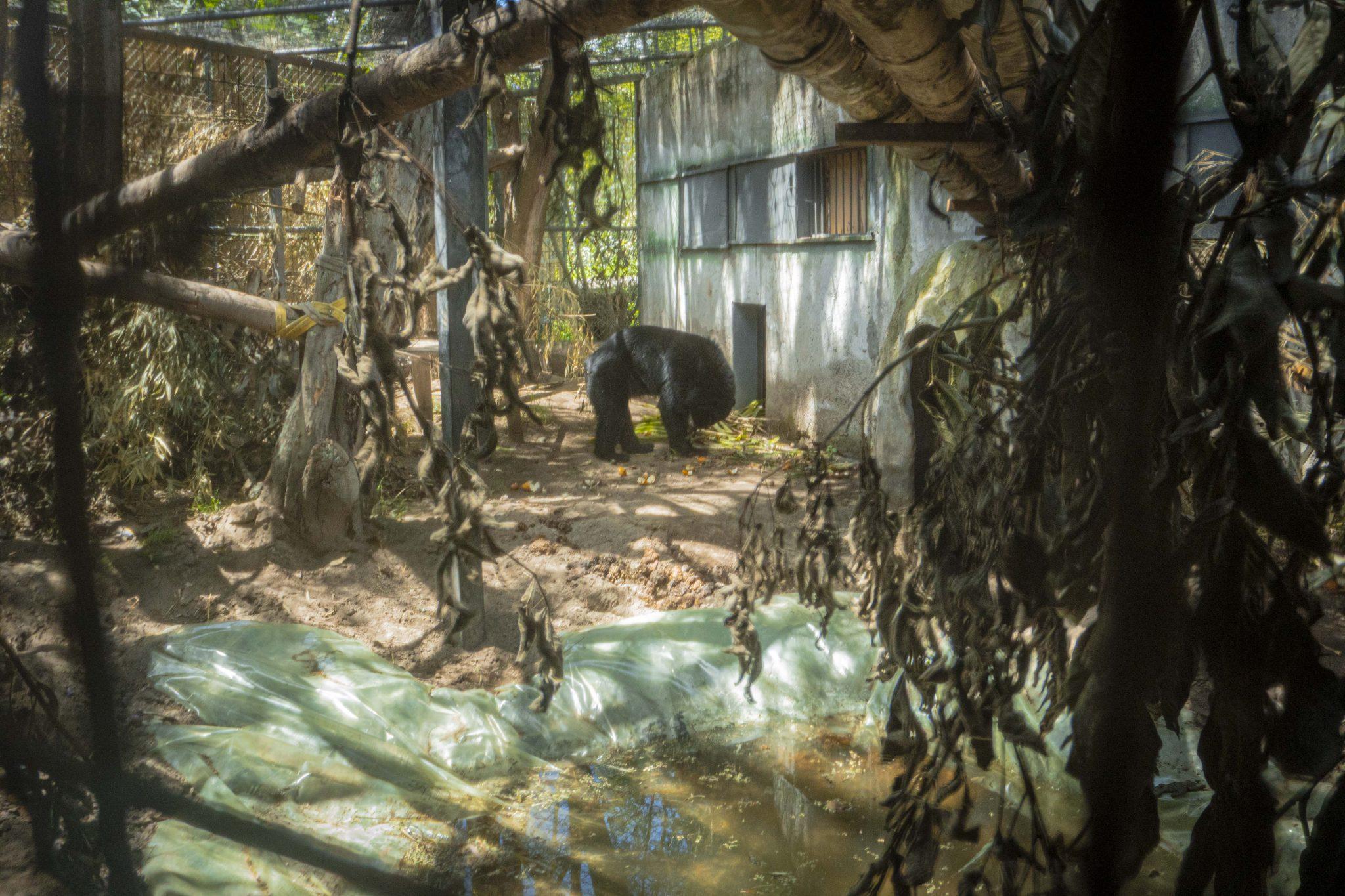 Tupak, el oso andino, regresó a su hábitat natural - Tuvoz.tv
