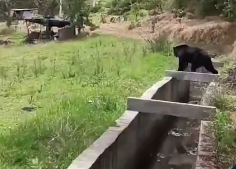 Oso sorprende a Ibarra: Llamado a proteger su hábitat - Tuvoz.tv